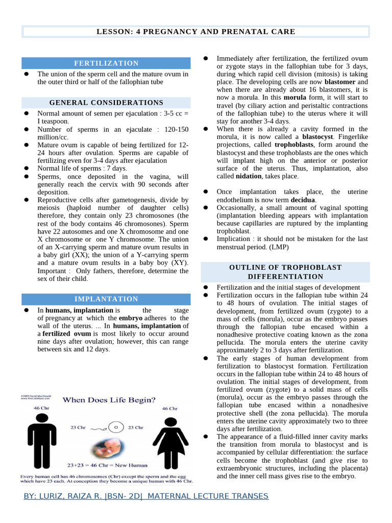 Pregnancy: Fertilization to Fetal Development | PDF | Childbirth | Skull