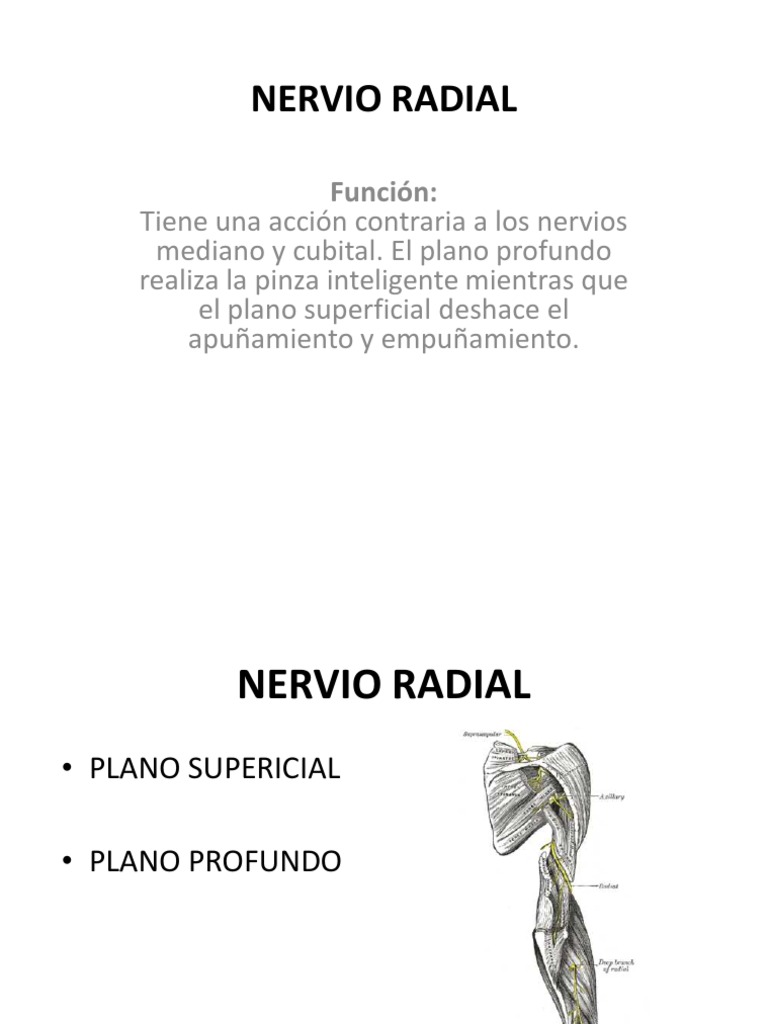 Nervio Radial - PPT Funcion | PDF