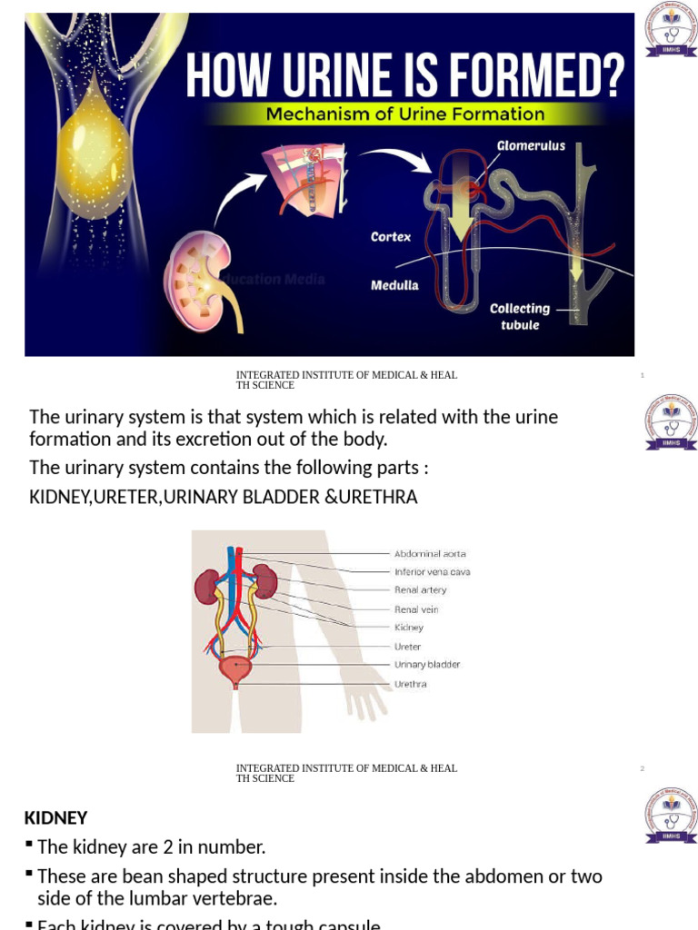 11 Formation of Urine | PDF | Kidney | Urinary System