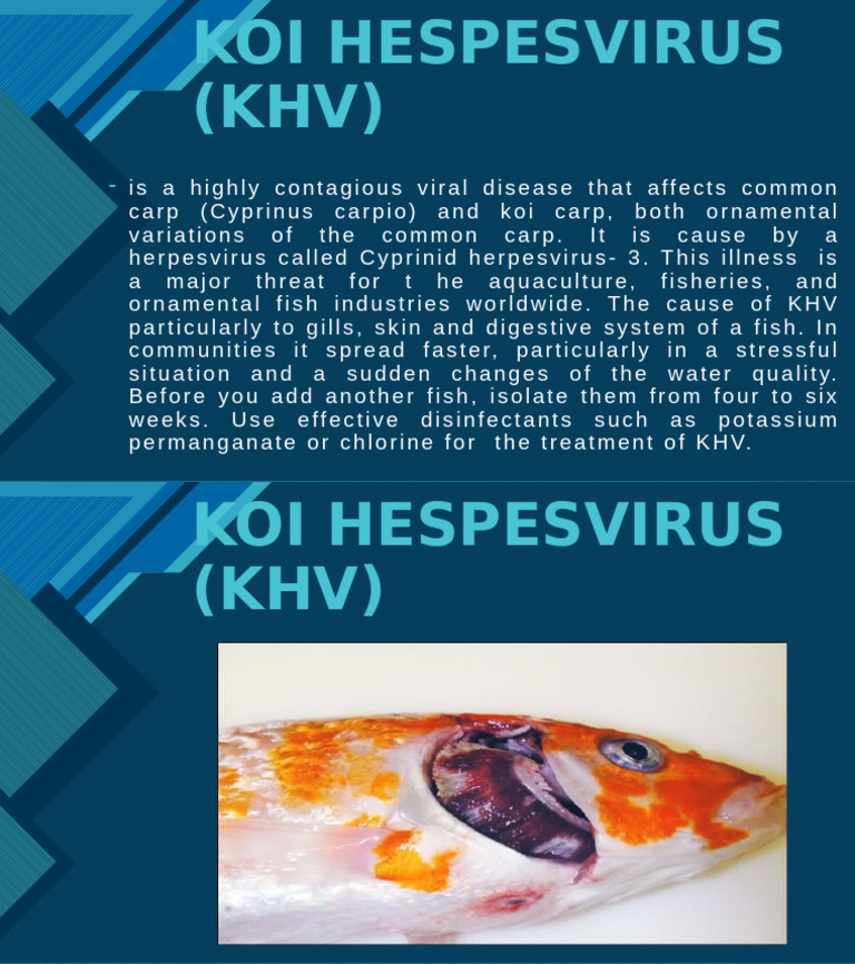 Koi Hespesvirus (Khv) | PDF