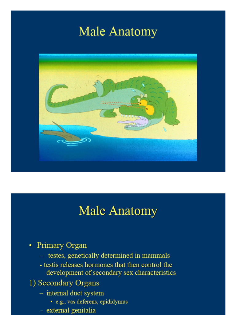 Male Anatomy 07 | PDF | Testicle | Reproductive System