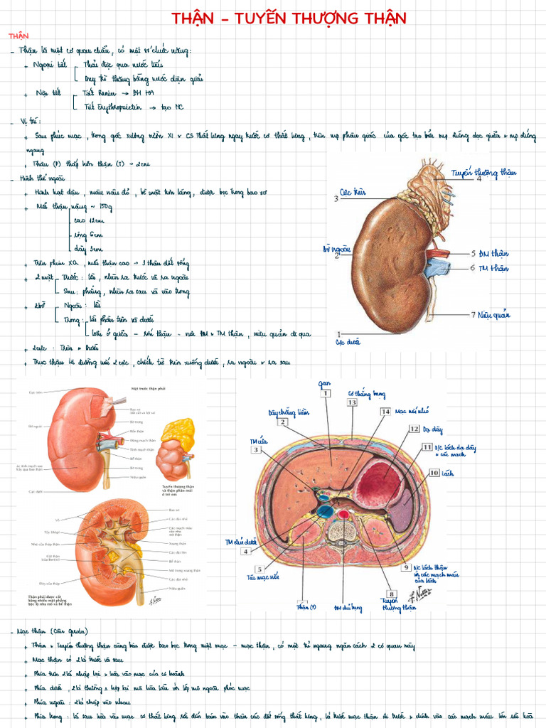 GP THẬN NIỆU SINH DỤC | PDF