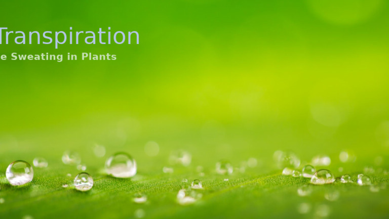 Transpiration | PDF