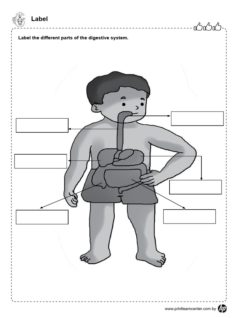 class-4-human-body | PDF | Tooth | Human Body