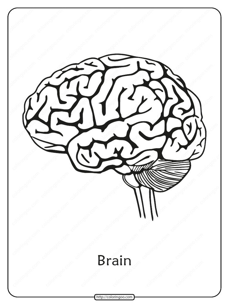 Free Printable Brain Outline PDF Coloring Page | PDF