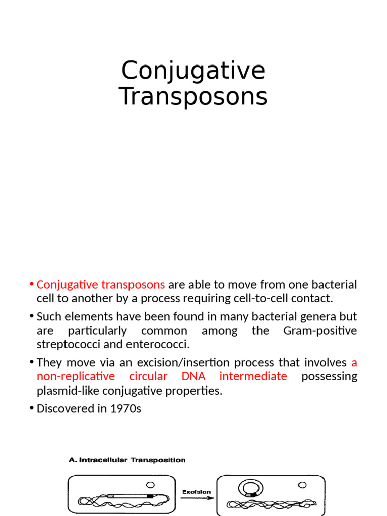 Conjugative Transposons Genetics | PDF