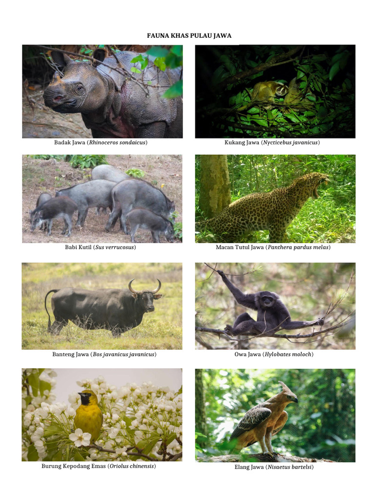 Fauna & Flora Pulau Jawa | PDF