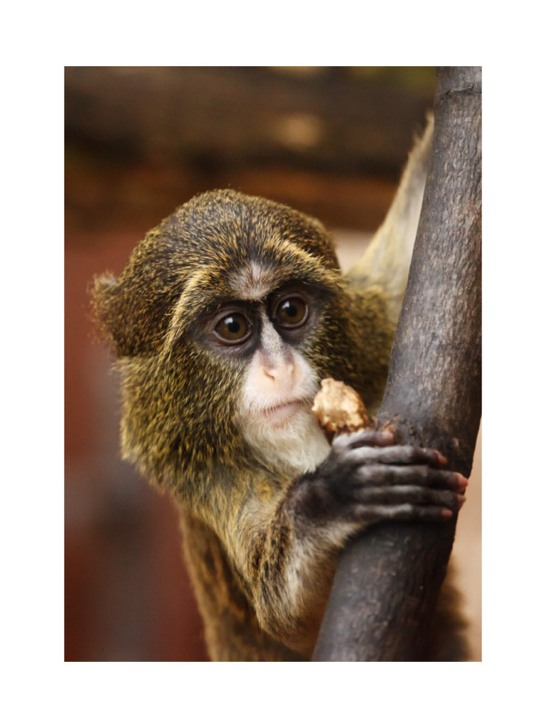 Memory and Intelligence in Monkey | PDF
