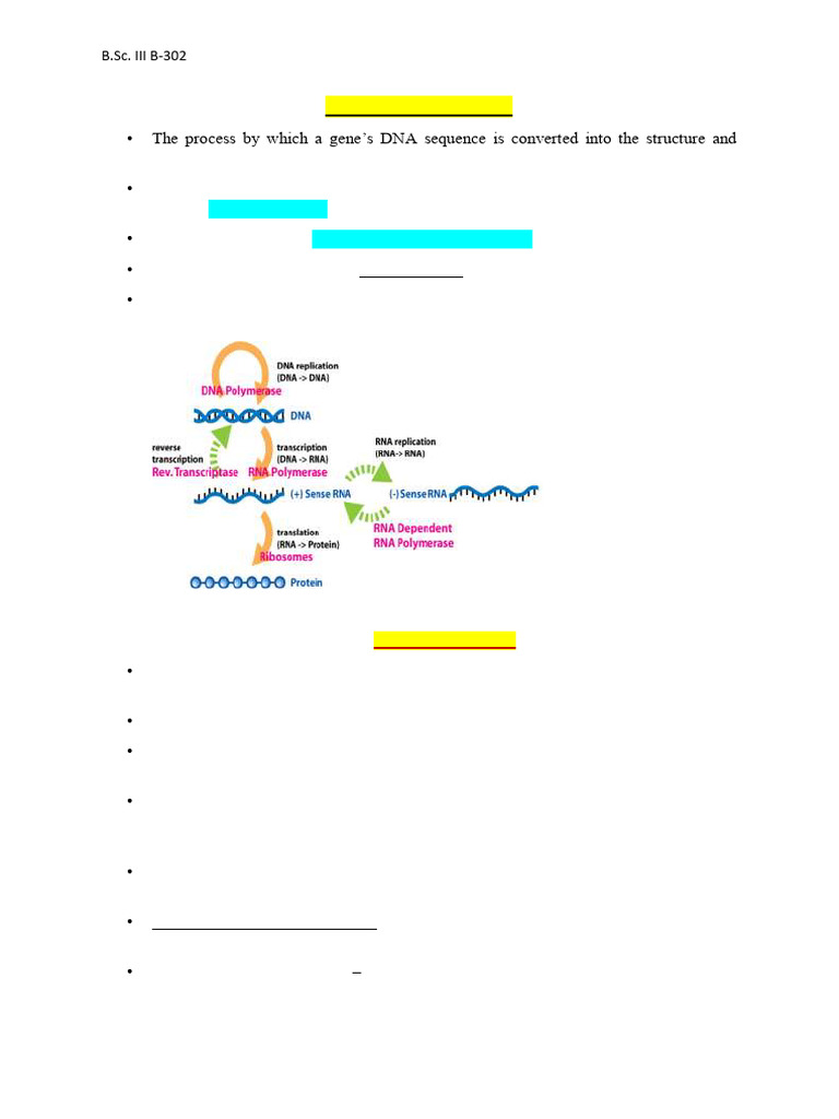 B.Sc. III B-302 Gene Expression | PDF | Translation (Biology) | Messenger Rna