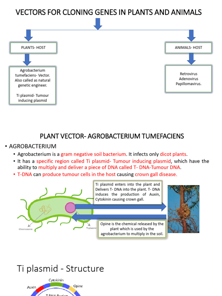 Plant and Animal Vectors and Competent Host | PDF | Biotechnology ...