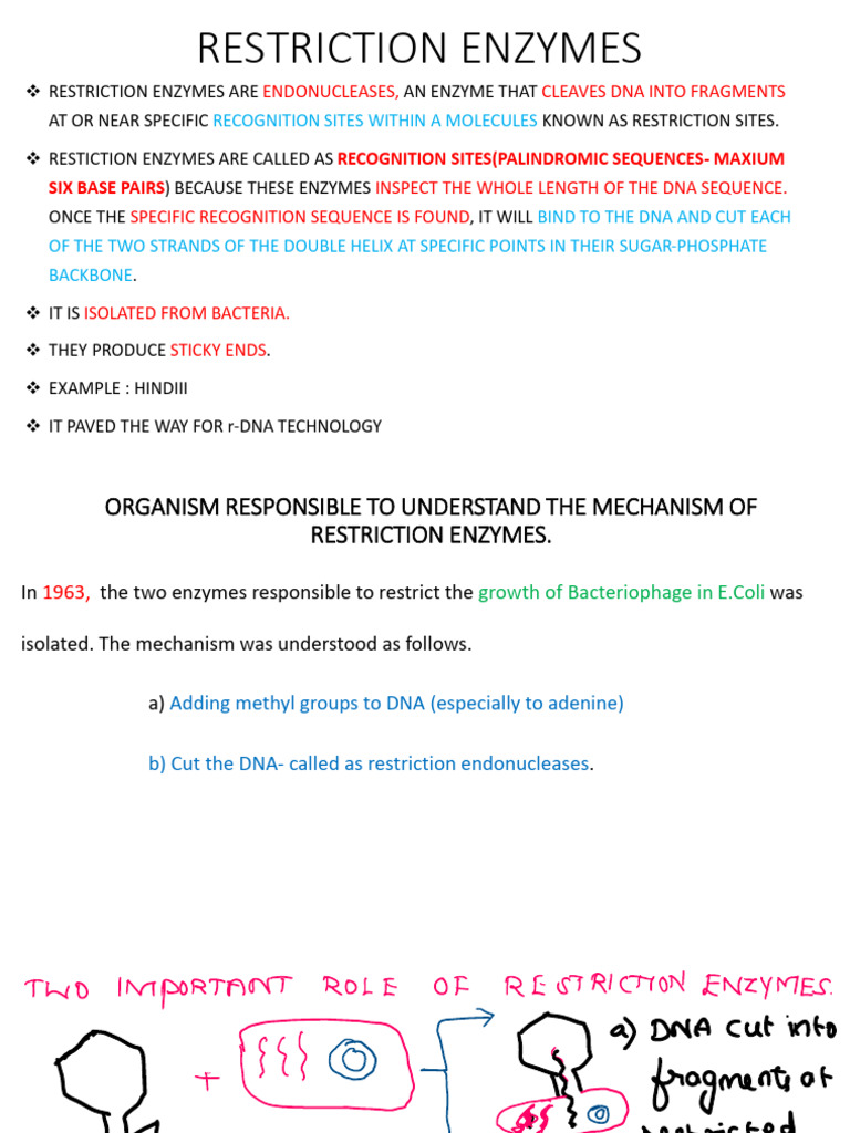 RESTRICTION ENZYMES | PDF | Restriction Enzyme | Genetic Engineering