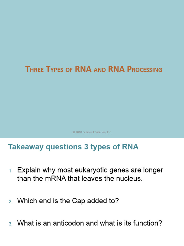 3+Types+of+RNA+and+RNA+Processing.pptx | PDF | Messenger Rna | Rna