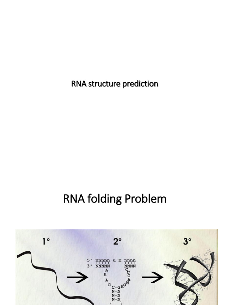 RNA Structureprediction | PDF | Nucleic Acids | Organic Polymers