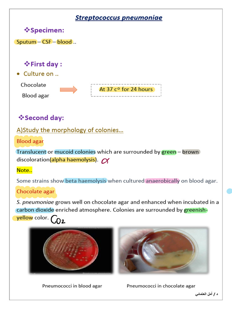 Streptococcus pneumoniae Culture Guide | PDF