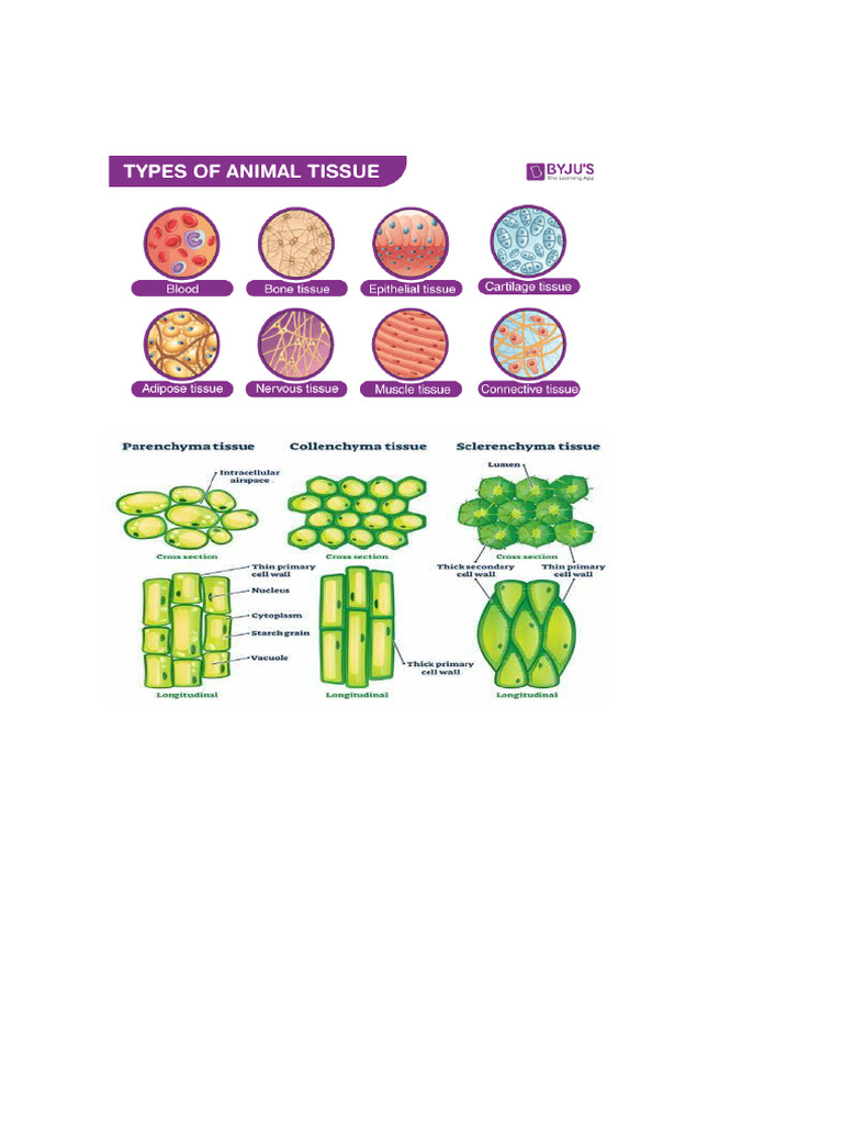 Animal Tissue Pdf