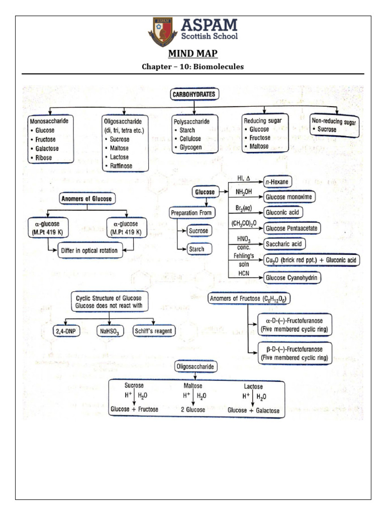 Mind Map_Biomolecules_XII | PDF