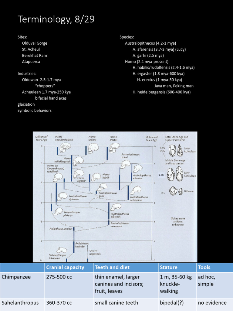 Early Hominid Evolution and Tools | PDF | Homo | Evolution Of Primates