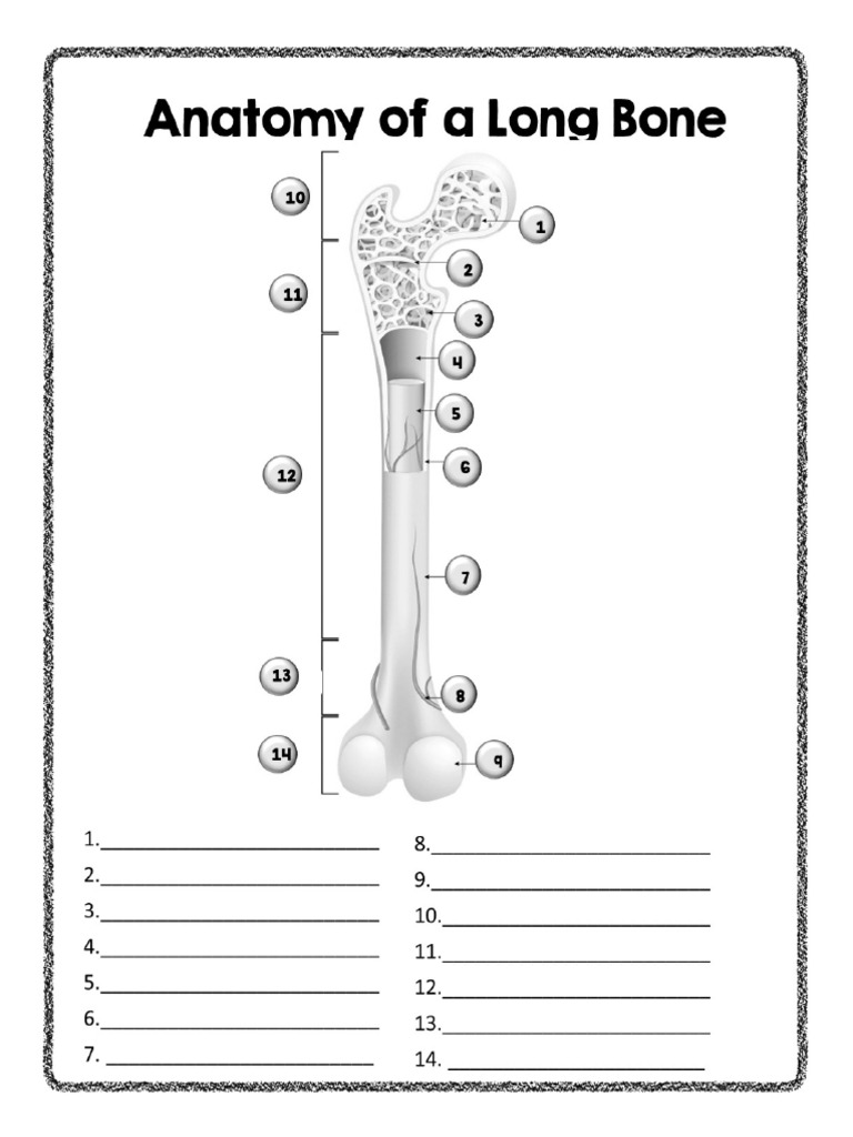 Skeletal System Diagrams Keys | PDF