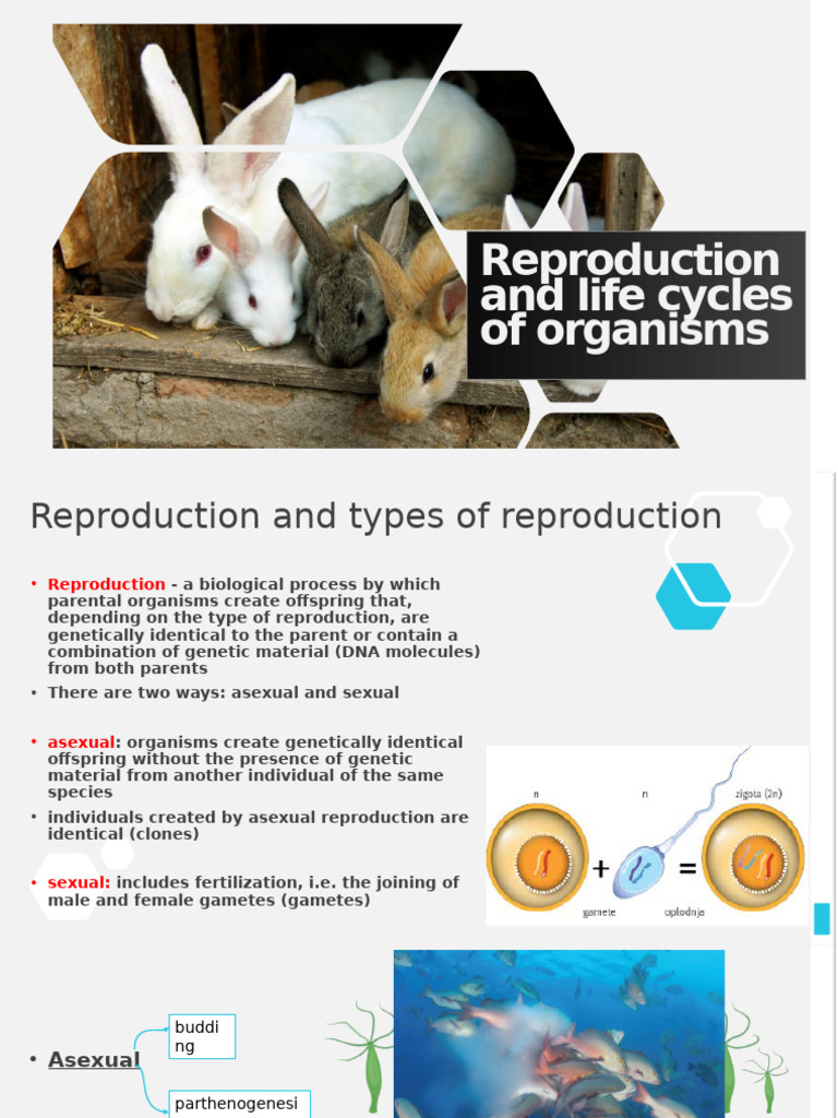 4.1. Razmnozavanje I Zivotni Ciklusi Organizama I 4.2 Razmnozavanaje I ...