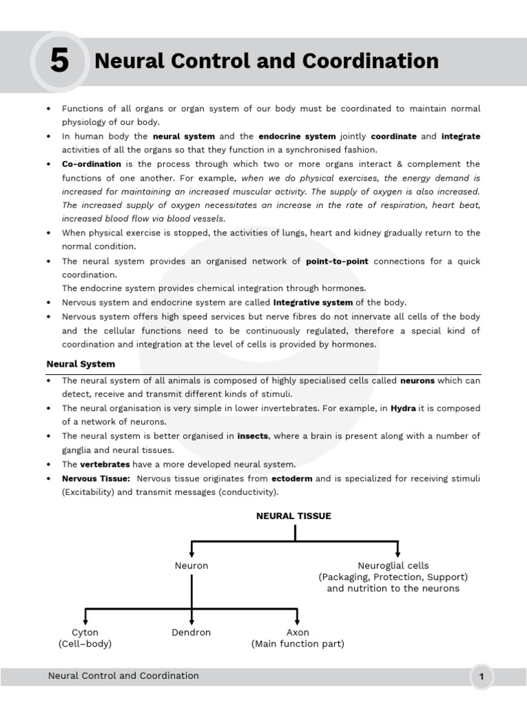 Neural Control and Coordination 4.0 | PDF | Chemical Synapse | Axon