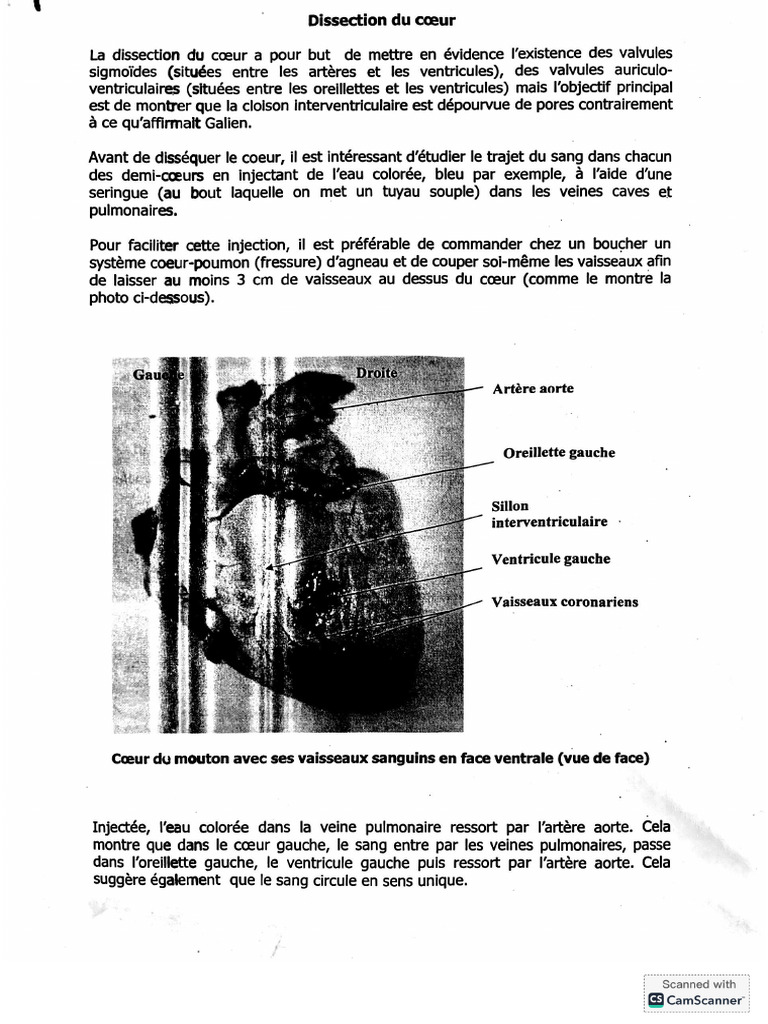 Dissection Du Cœur | PDF