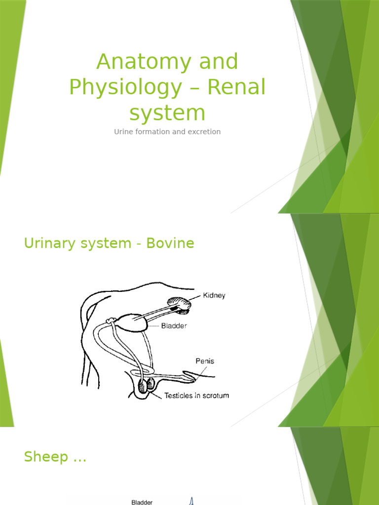 Lecture - Renal Anatomy & Physiology | PDF | Kidney | Urinary System
