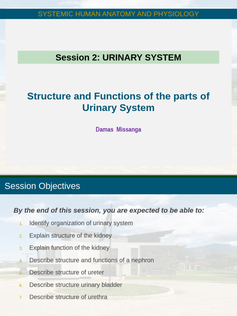 Urinary System | PDF | Kidney | Urinary System