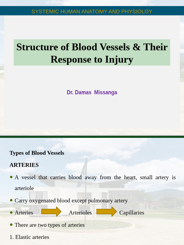 Blood vessels-1 | PDF | Artery | Vein