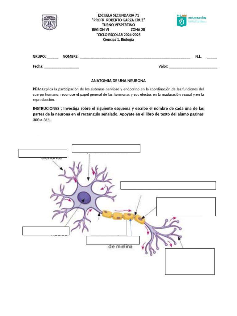 esquema NEURONA | PDF