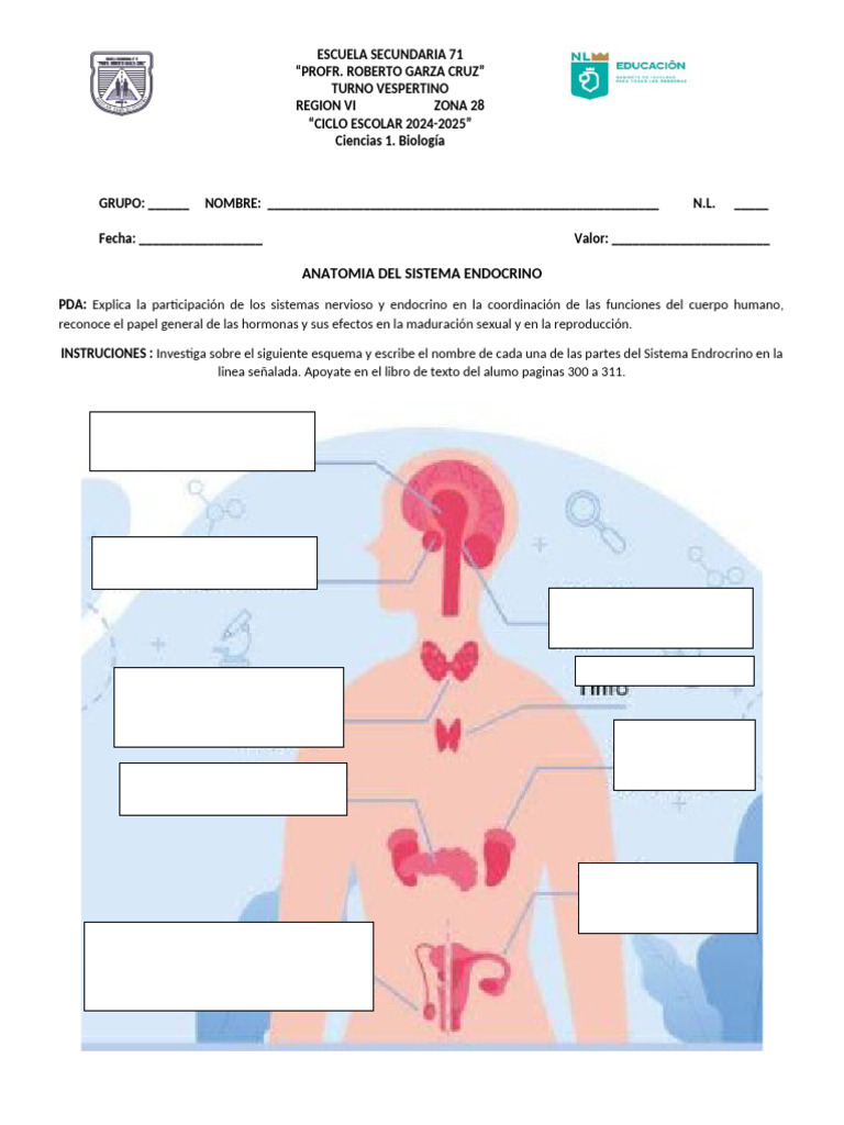 Esquema SISTEMA NERVIOSO ENDOCRINO | PDF