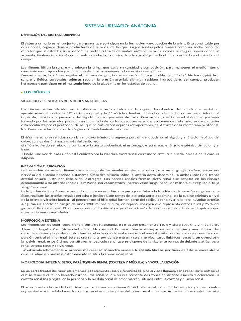 Sistema urinario 2 | PDF | Riñón | Solución tampón