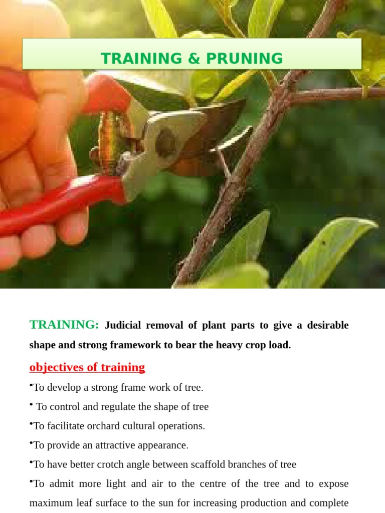 Training and Pruning of Fruit Crops | PDF | Pruning | Trees