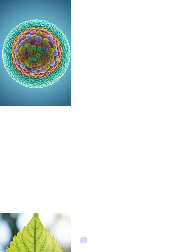Plastids - Presentation | PDF | Chloroplast | Photosynthesis