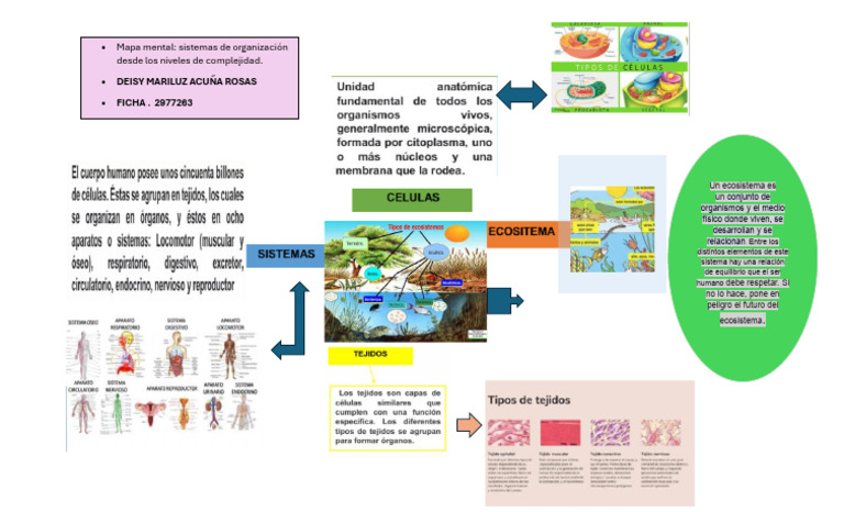 Mapa Mental Guia 2 | PDF