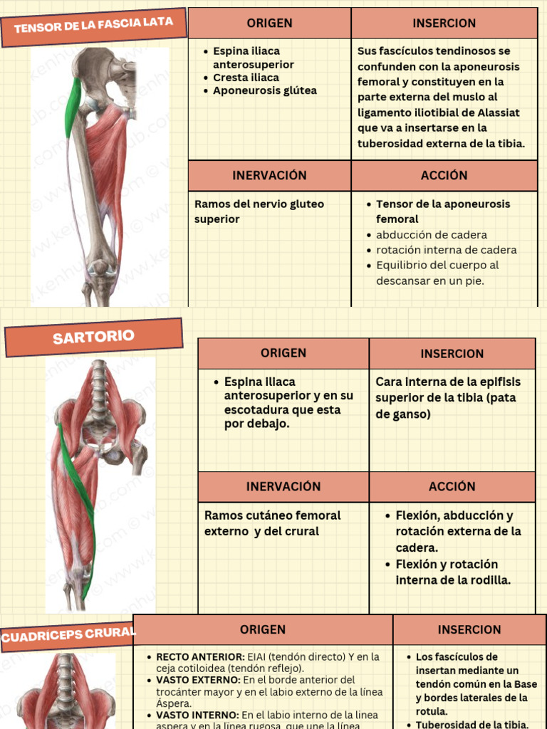 Músculos Del Muslo | PDF | Rodilla | Anatomía del miembro inferior