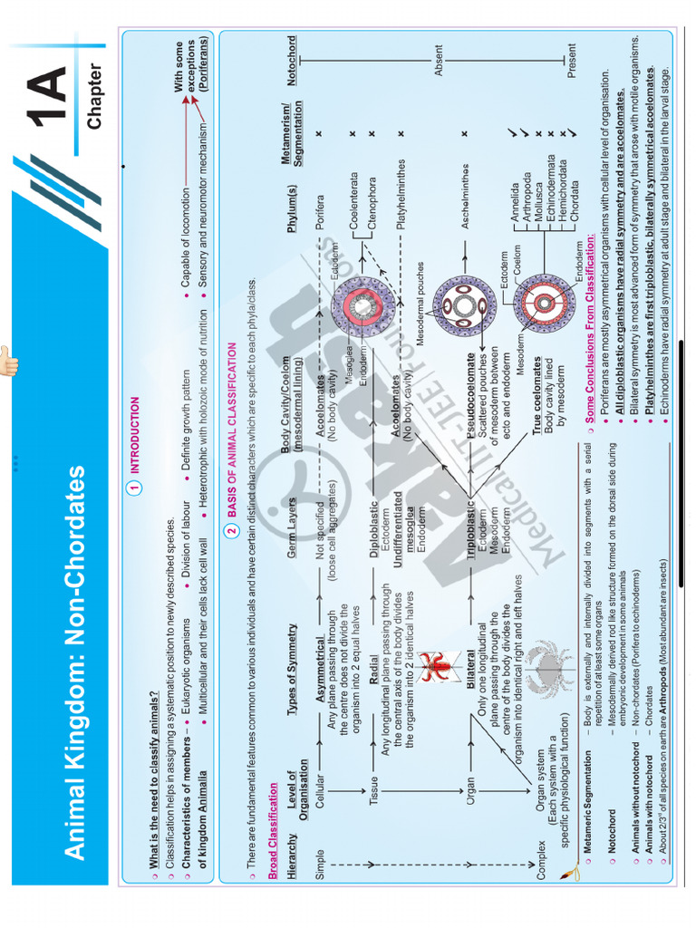 Zoology Mind Maps | PDF