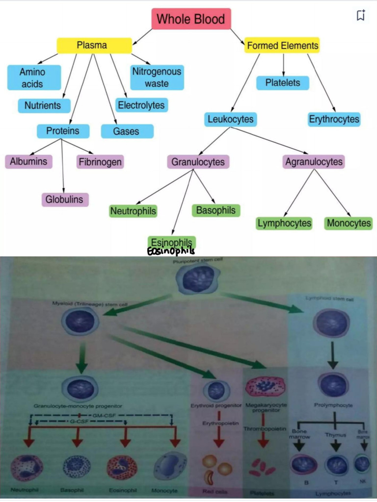Hematological Disorders Dental | PDF