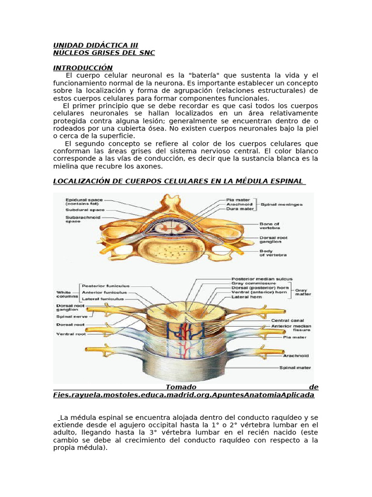 Nf-Unidad Didáctica Iii | PDF | Médula espinal | Cerebro