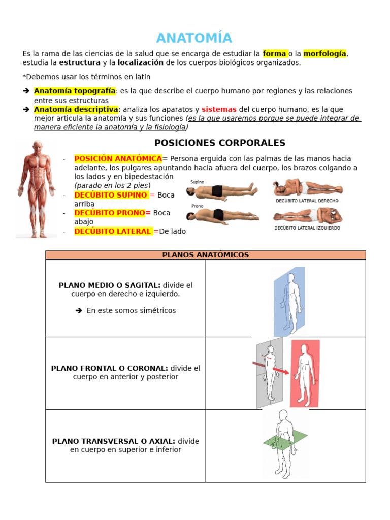 Planos, Terminos Anatomicos, Posiciones, Movimientos | PDF | Términos ...