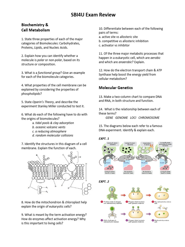 Exam Review | PDF | Cell (Biology) | Metabolism