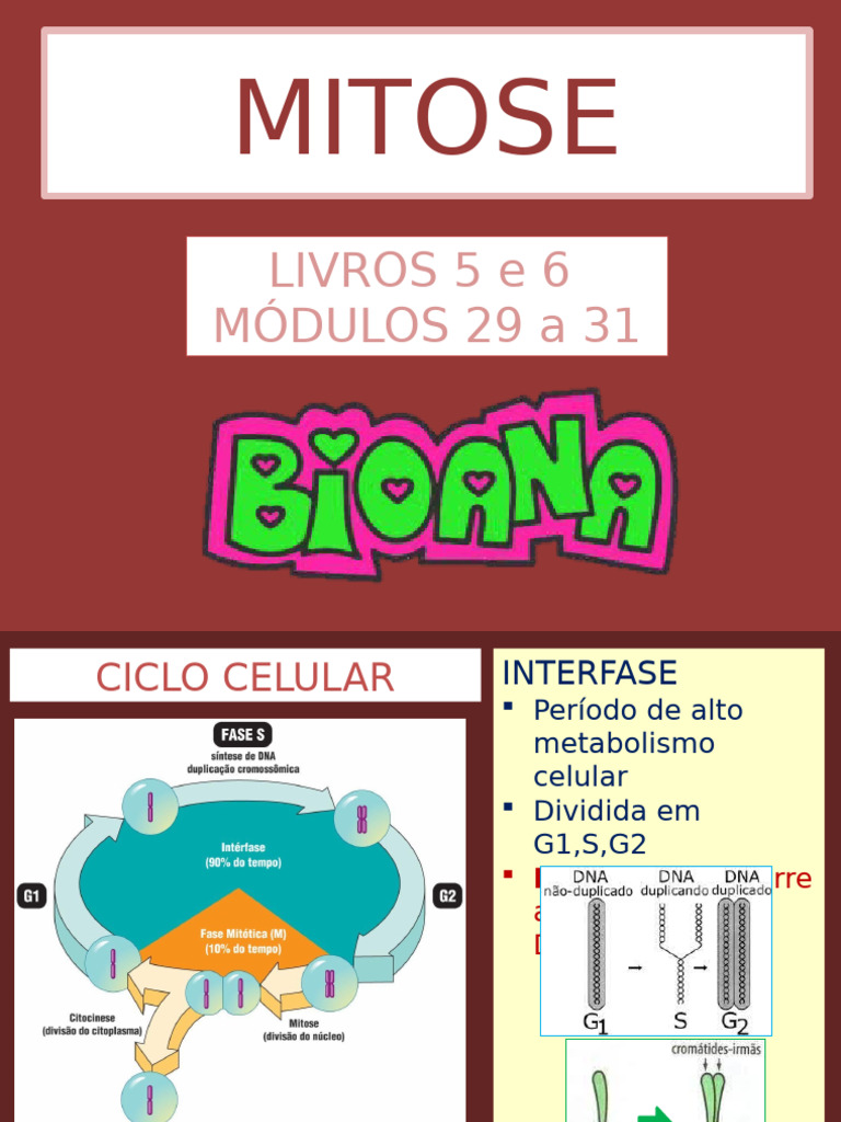 Mitose: Ciclo Celular e Divisão Equacional | PDF | Mitose | Meiose