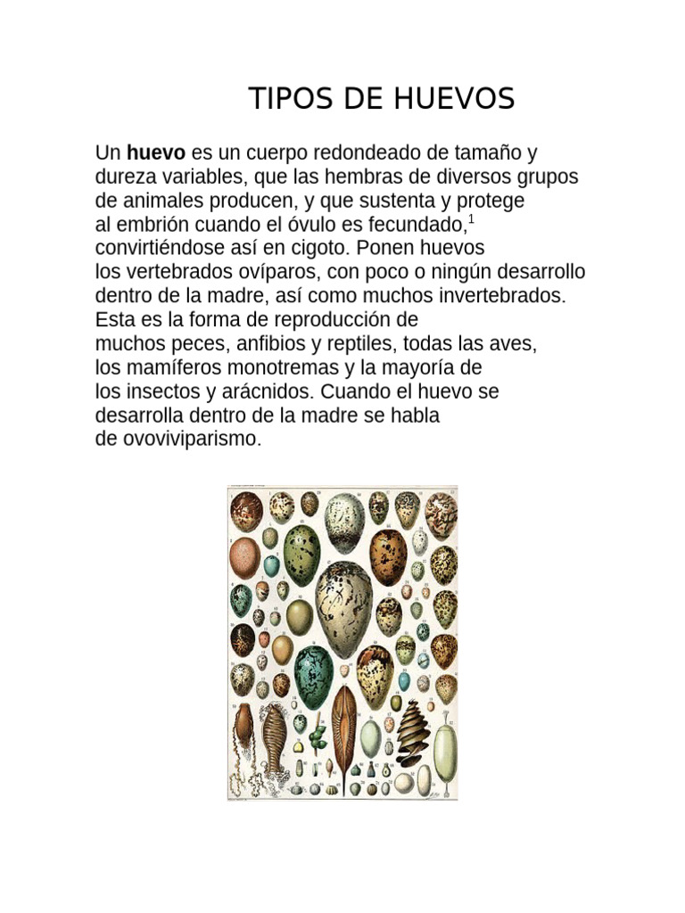 Tipos de Huevos | PDF