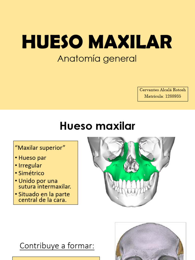 Anatomía del Hueso Maxilar Superior | PDF