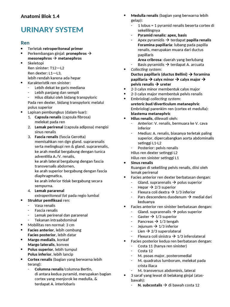 Anatomy Genitourinary | PDF