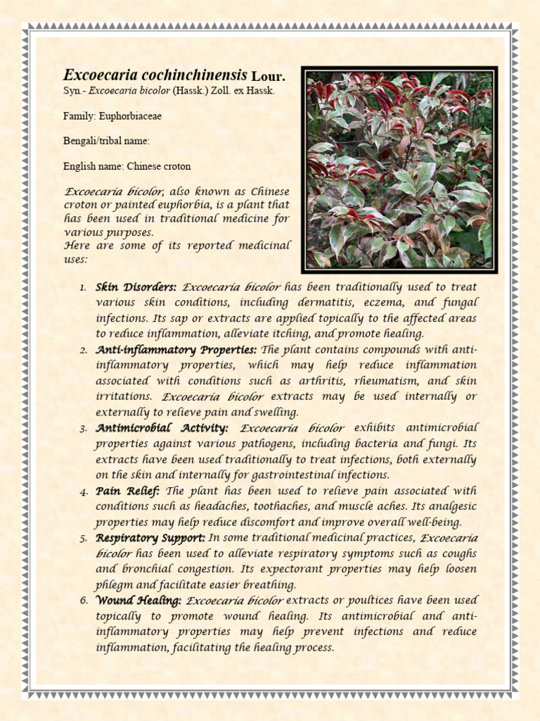 Excoecaria Cochinchinensis Lour | PDF | Dermatitis | Gastrointestinal Tract