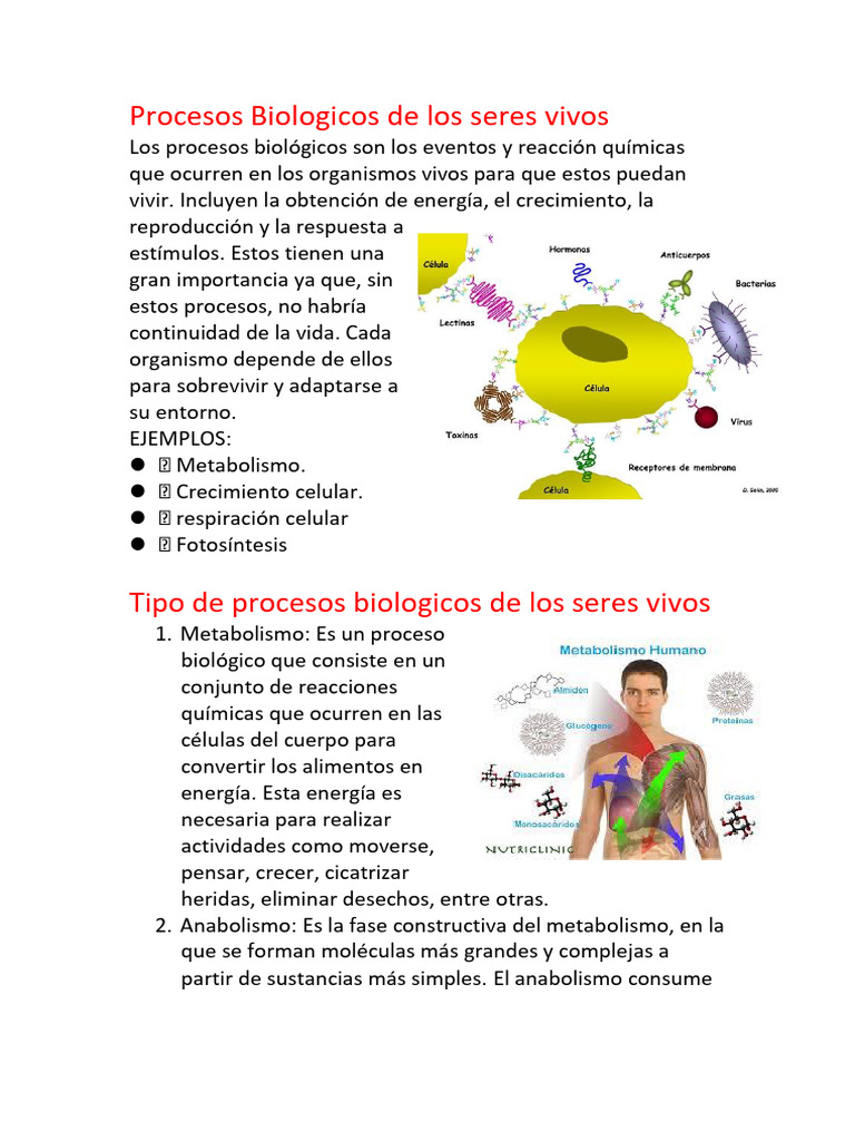 Procesos Biológicos Esenciales | PDF | Metabolismo | Redox