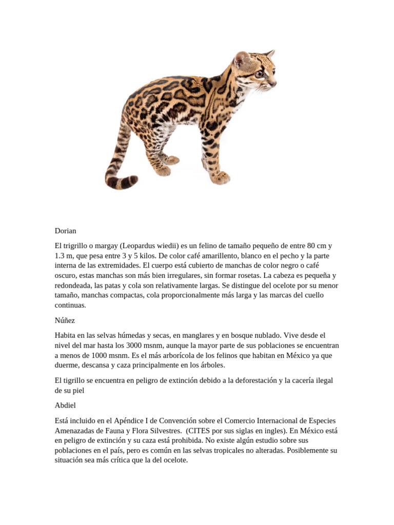 Tigrillo 2 | PDF