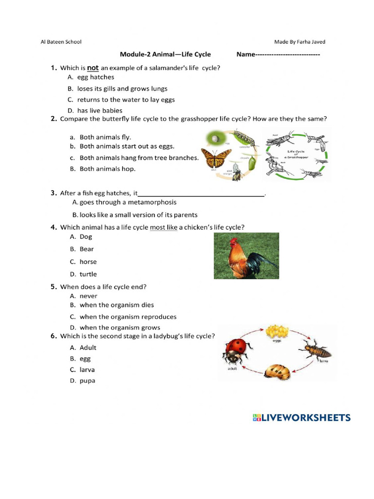 Animals Life Cycle | PDF