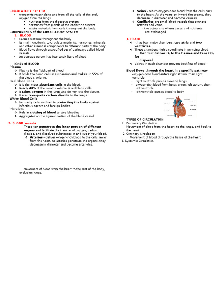 Circulatory System Lecture | PDF | Blood | Heart