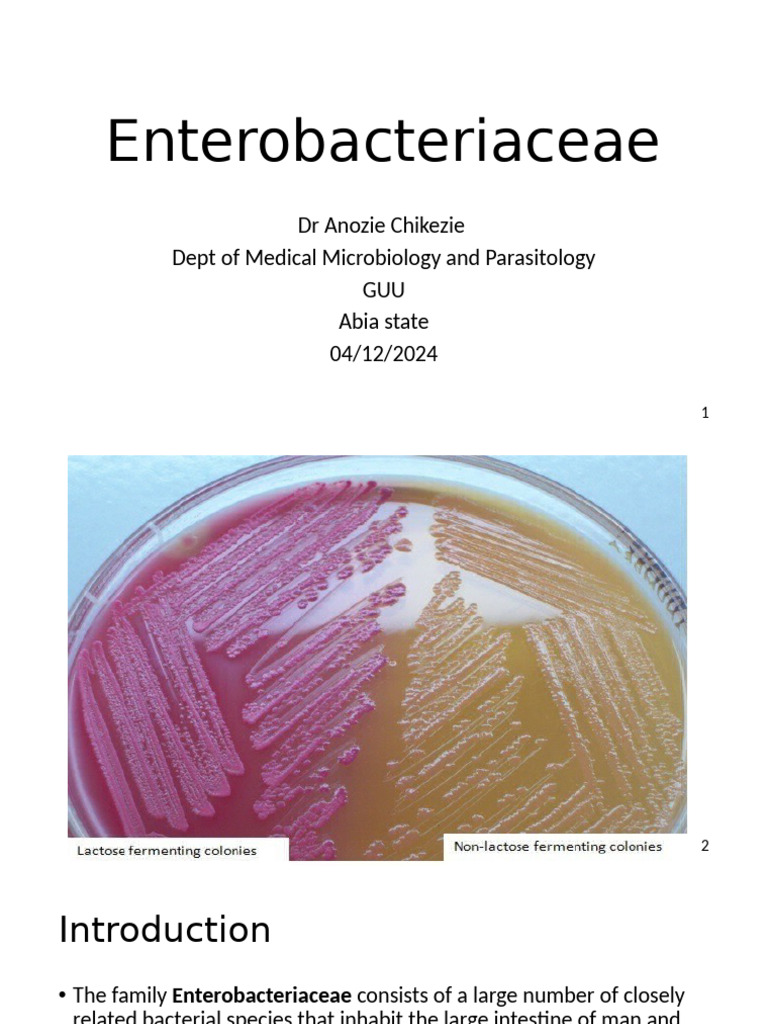Enterobacteriacea_022023 | PDF | Salmonella | Escherichia Coli